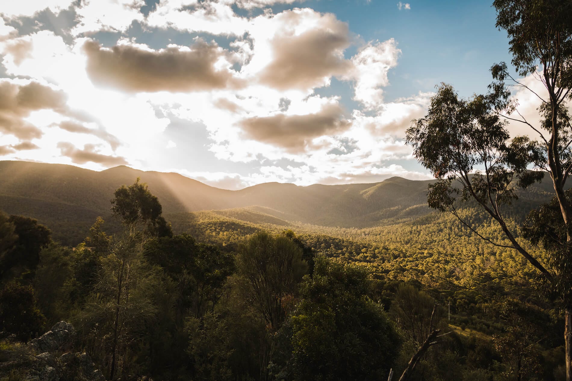 #1 Canberra Wildlife Tours, see Australia’s animals in the wild