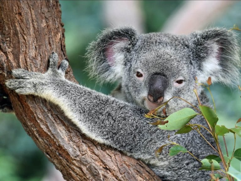 #1 Canberra Wildlife Tours, see Australia’s animals in the wild